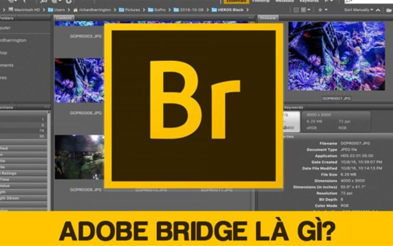 Adobe Bridge là gì? Những lợi ích tuyệt vời từ Adobe Bridge - Thư Viện ...